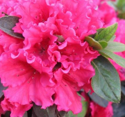 AZALEA indica 'Red Wings' - Echuca Moama Plant Farm
