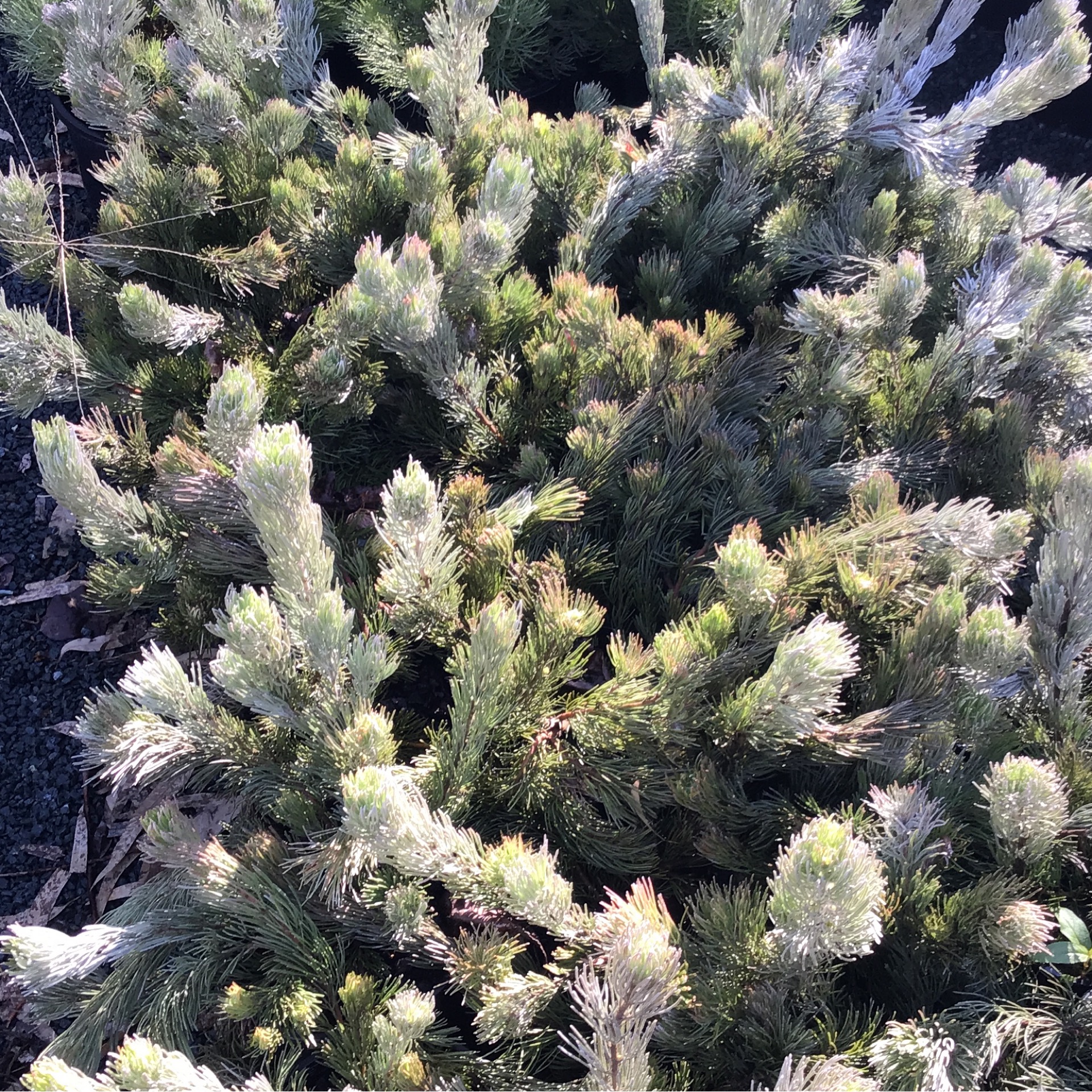 HARDENBERGIA violacea 'Mini Ha Ha' - Echuca Moama Plant Farm