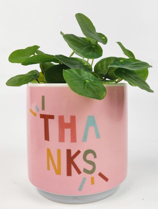FUNKY QUOTE Planters - Echuca Plant Farm
