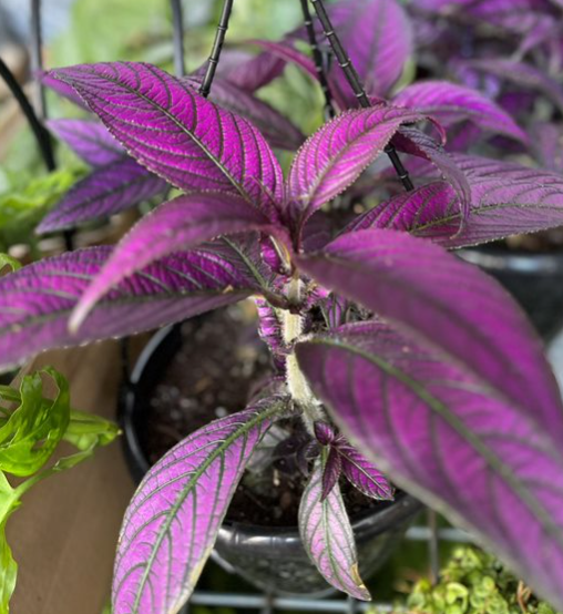 STROBILANTHES dyerianus persian shield - Echuca Moama Plant Farm