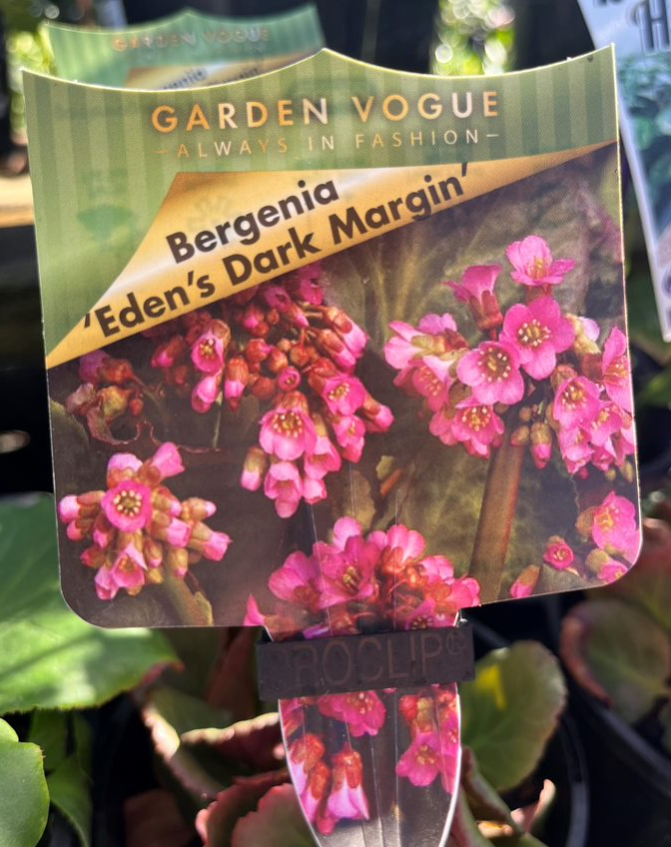 BERGENIA 'Edens Dark Margin' - Echuca Plant Farm