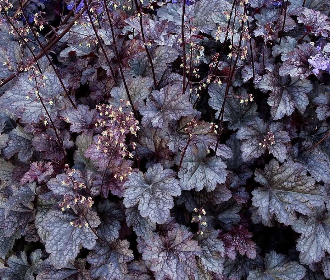 HEUCHERA 'Obsidian' - Echuca Plant Farm