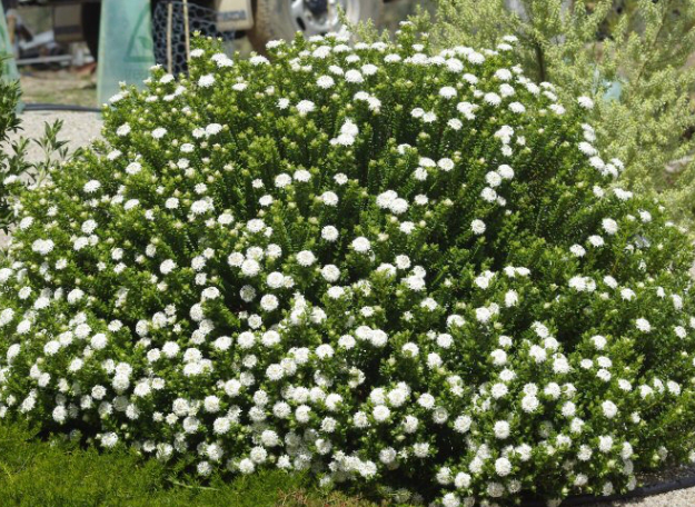 PIMELEA ferruginea 'Snowball' - Echuca Plant Farm