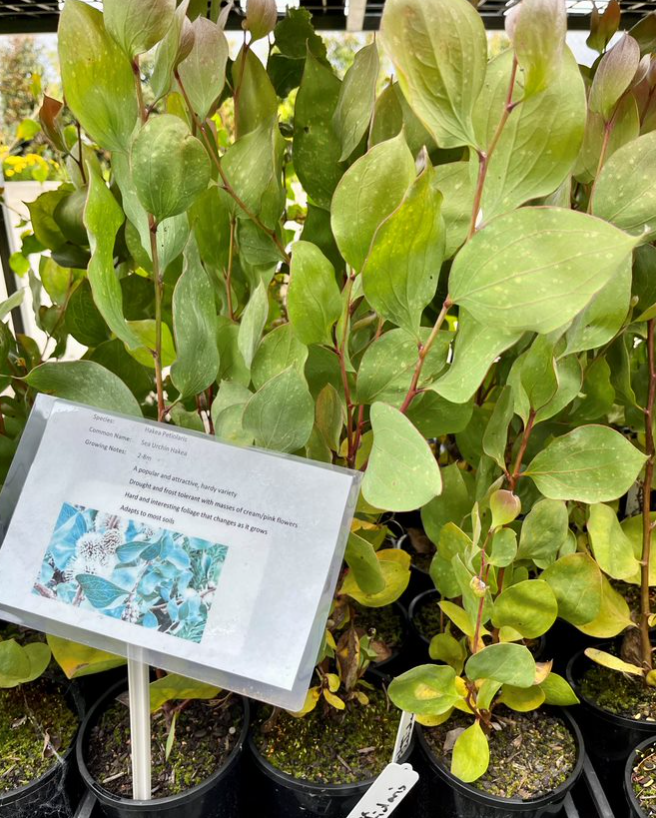 NATIVE TUBES AND 6" - Echuca Plant Farm
