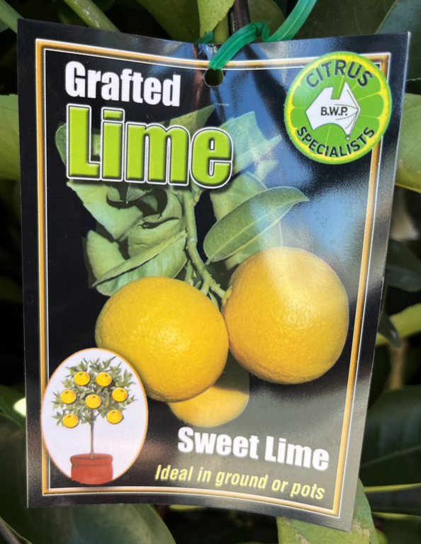 CITRUS Lime 'Sweet' - Echuca Plant Farm
