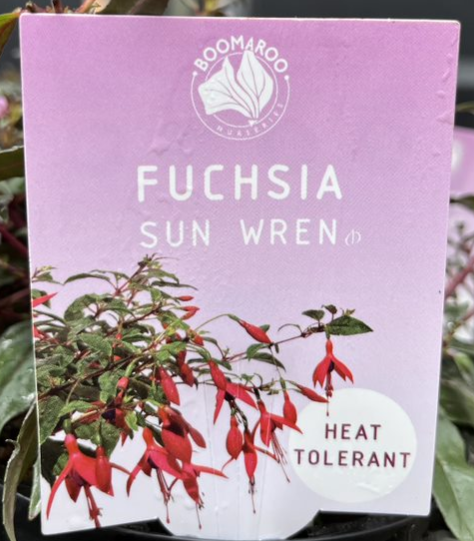 FUCHSIA 'Sun Wren' - Echuca Plant Farm