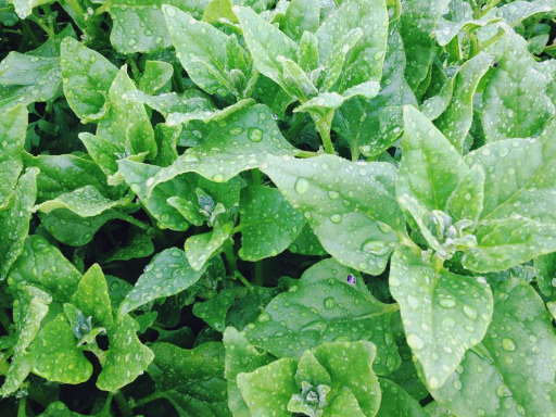 TETRAGONIA tetragonioides 'Warrigal Greens' - Echuca Plant Farm