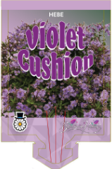 HEBE Bloomin' 'Violet Cushion' - Echuca Moama Plant Farm