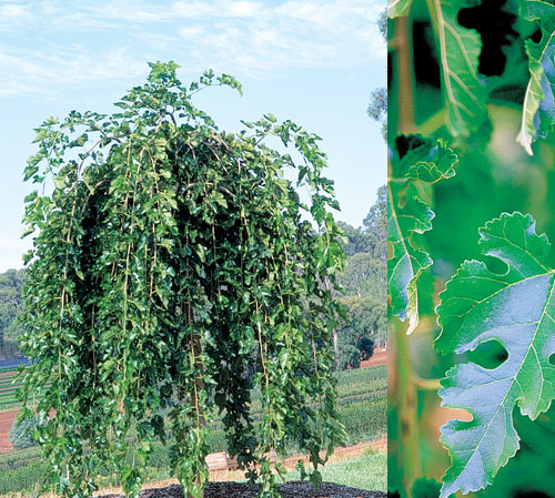 MORUS Albus 'Chaparral' - Echuca Plant Farm