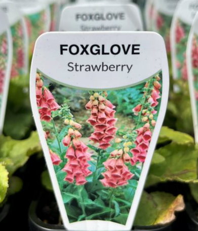 DIGITALIS spp. 'Strawberry Foxglove' - Echuca Plant Farm