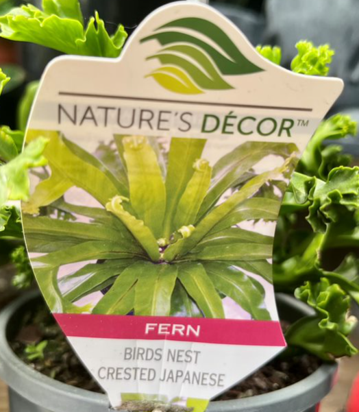 ASPLENIUM 'Leslie’ (Birds Nest) - Echuca Plant Farm