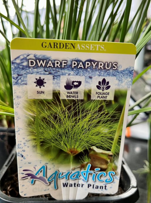 CYPERUS prolifer (Dwarf Papyrus) - Echuca Moama Plant Farm