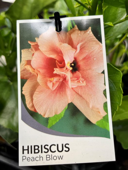 HIBISCUS 'Peach Blow' - Echuca Plant Farm