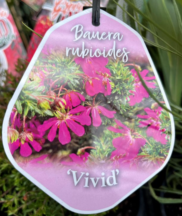 BAUERA rubiodes 'Vivid' - Echuca Plant Farm