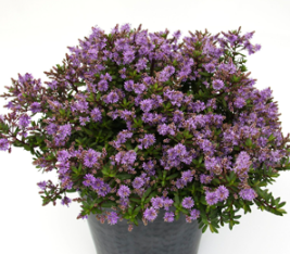 HEBE Bloomin' 'Violet Cushion' - Echuca Moama Plant Farm