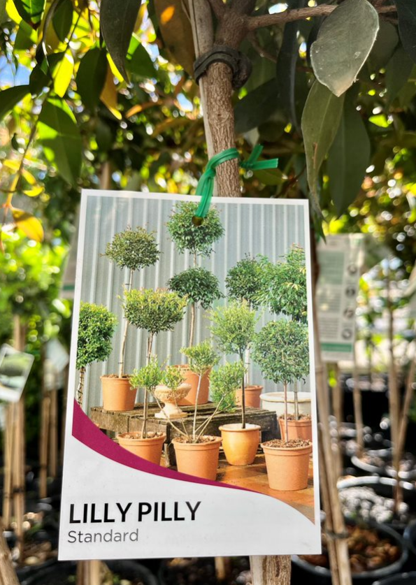 SYZYGIUM australe 'Select Form' (Lilly Pilly) - Echuca Moama Plant Farm