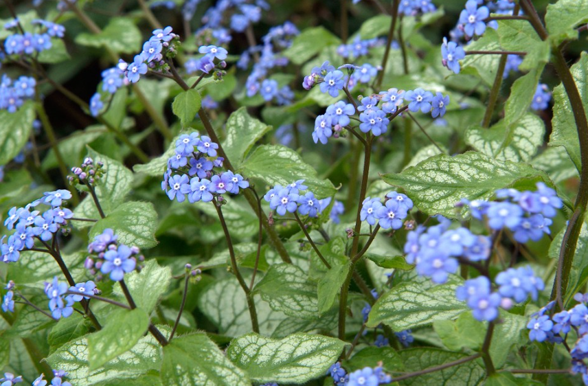 BRUNNERA macrophylla 'Jack Frost' - Echuca Plant Farm