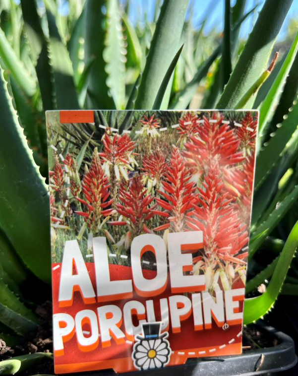 ALOE dwarf hybrid 'Porcupine' - Echuca Plant Farm