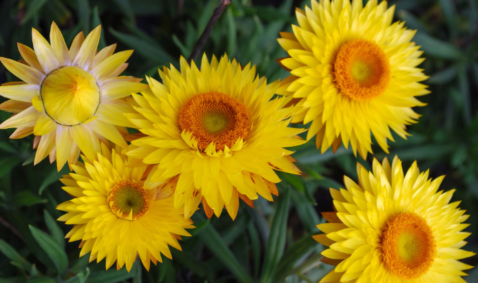 BRACTEANTHA 'Daisy Fields Gold' - Echuca Plant Farm