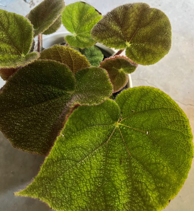 BEGONIA river - Echuca Plant Farm