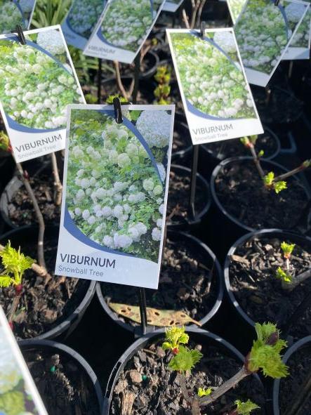 VIBURNUM sterile 'Snowball Tree' - Echuca Moama Plant Farm