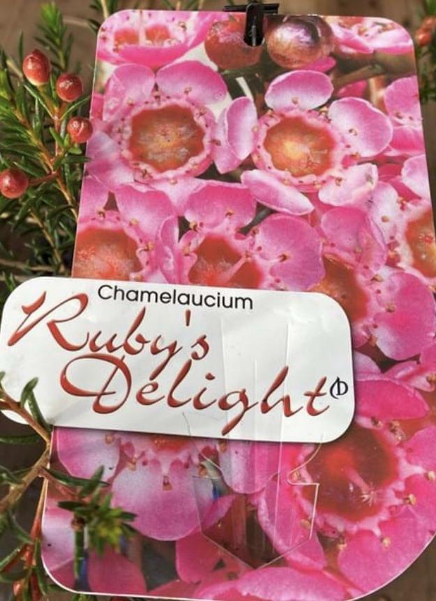 CHAMELAUCIUM uncinatum ‘Ruby’s Delight’ - Echuca Plant Farm