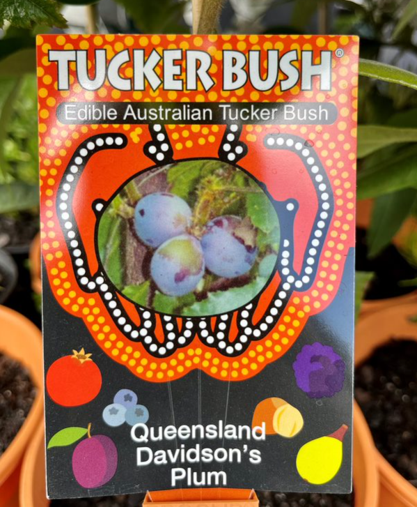 TUCKER BUSH 'Queensland Davidson's Plum' - Echuca Moama Plant Farm