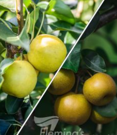 PEAR 'Nijisseiki' / 'Shinsui' - Echuca Plant Farm