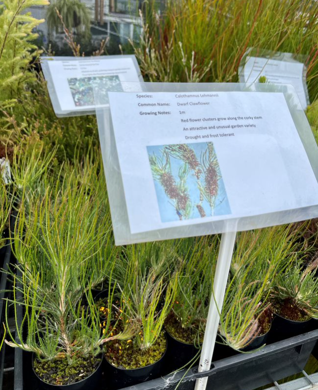 NATIVE TUBES AND 6" - Echuca Plant Farm