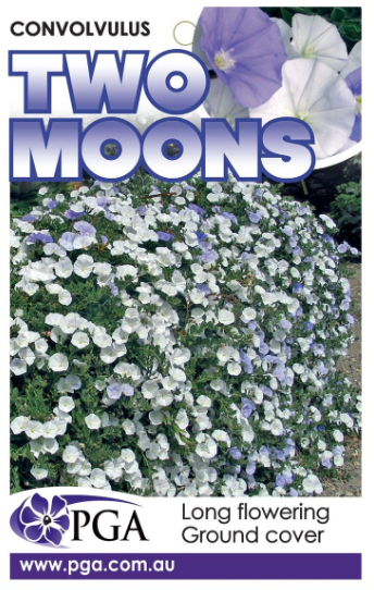 CONVOLVULUS 'Two Moons' - Echuca Moama Plant Farm