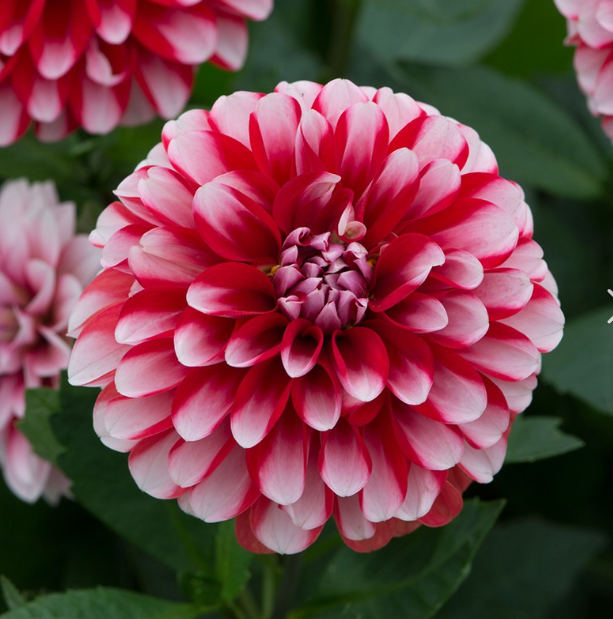 DAHLIA hybrida Varieties - Echuca Plant Farm