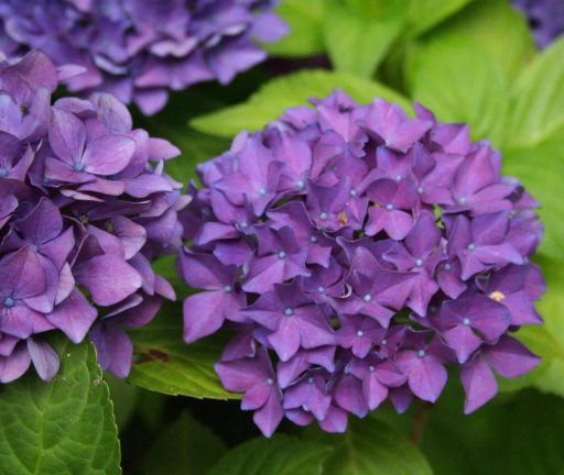 HYDRANGEA macrophylla 'Deep Purple' - Echuca Plant Farm