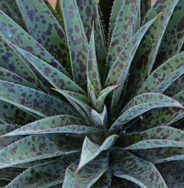 MANGAVE 'Pineapple Express' - Echuca Plant Farm