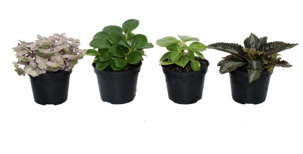 Indoor Foliage Mix - Echuca Plant Farm