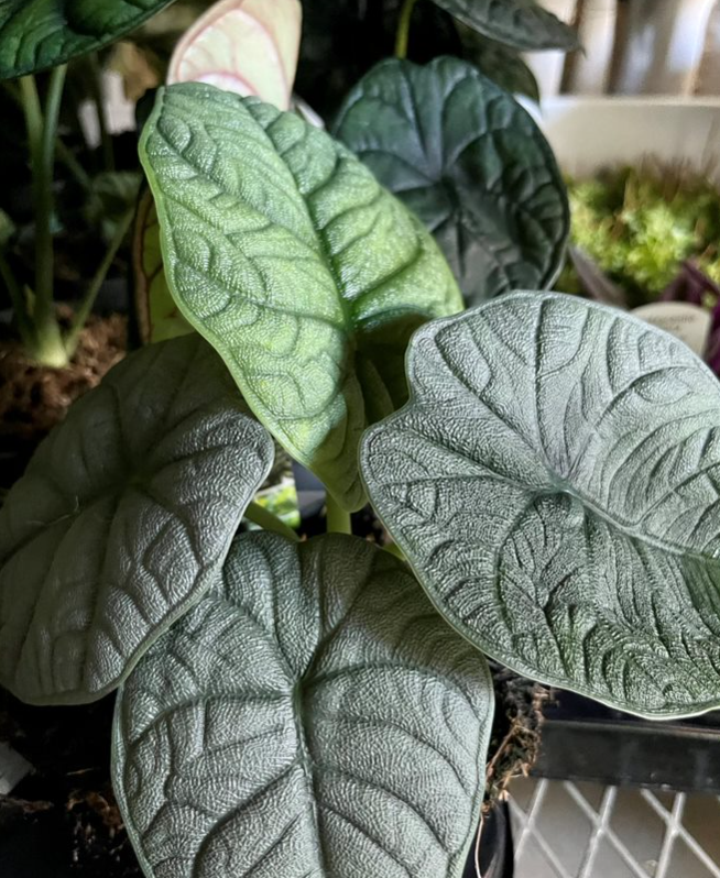 ALOCASIA melo - Echuca Plant Farm
