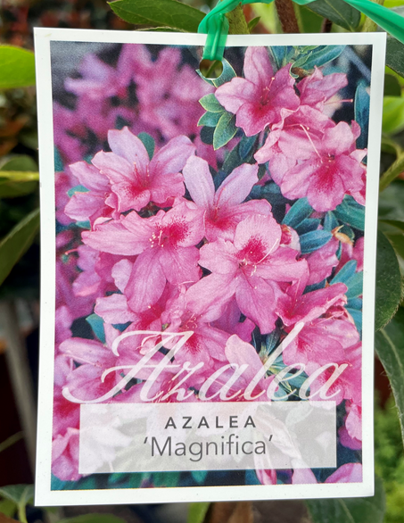 AZALEA indica 'Magnifica' - Echuca Plant Farm