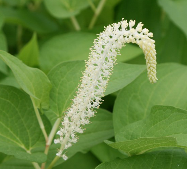 SAURURUS cernuus (Lizards Tail) - Echuca Plant Farm
