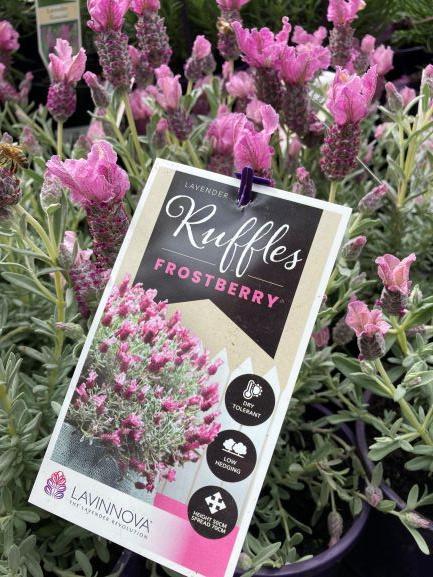 LAVENDER 'Frostberry Ruffles' PBR - Echuca Plant Farm