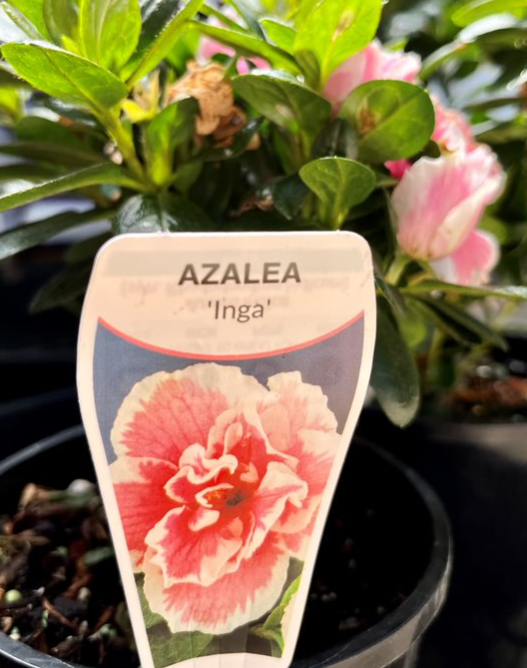 AZALEA 'Inga' (Bush) - Echuca Moama Plant Farm