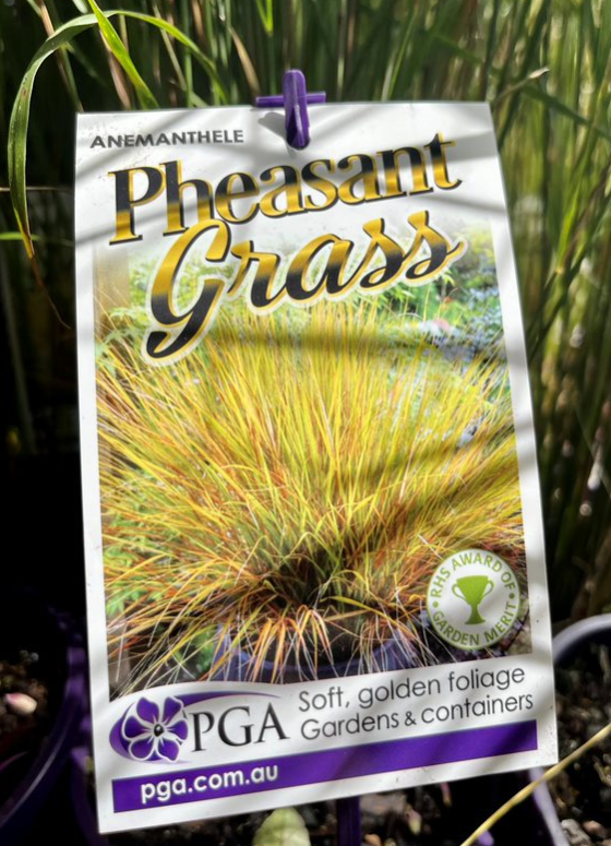 ANEMANTHELE 'Pheasant Grass' - Echuca Plant Farm