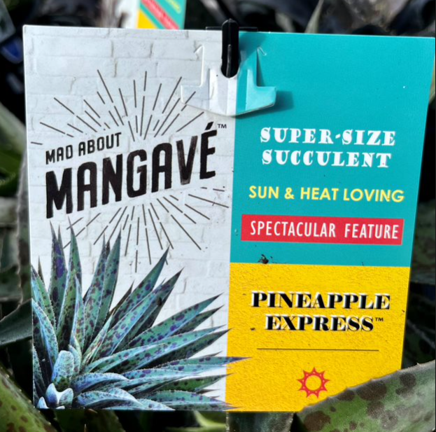 MANGAVE 'Pineapple Express' - Echuca Plant Farm