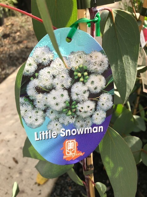 EUCALYPTUS pauciflora 'Little Snowman' - Echuca Moama Plant Farm