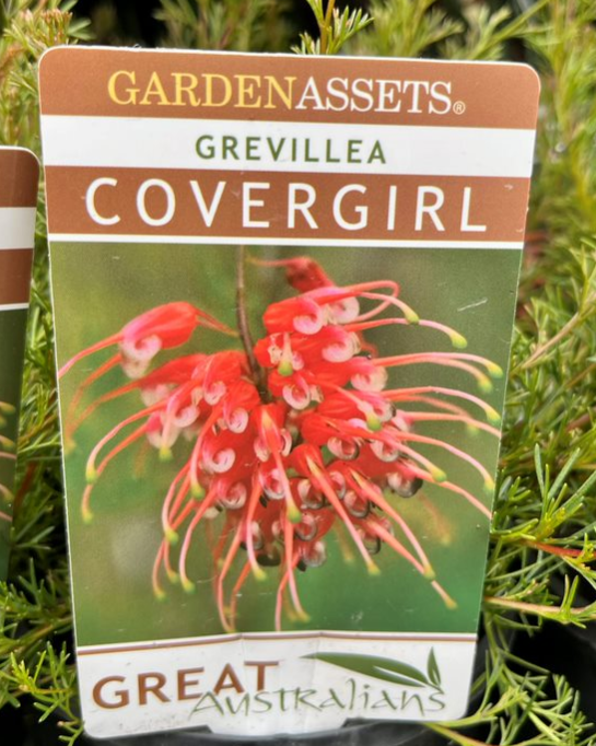 GREVILLEA 'Covergirl' - Echuca Plant Farm