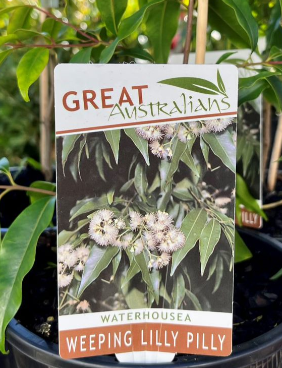 WATERHOUSIA floribunda (Weeping Lilly Pilly) - Echuca Moama Plant Farm
