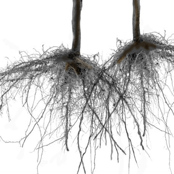 Native Shrubs - Echuca Moama Plant Farm