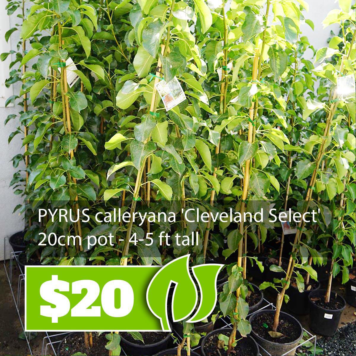 PYRUS calleryana 'Cleveland Select' - Echuca Moama Plant Farm