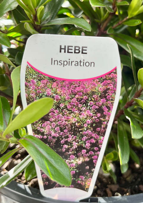 HEBE 'Inspiration' - Echuca Plant Farm