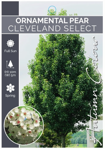 PYRUS calleryana 'Cleveland Select' - Echuca Moama Plant Farm