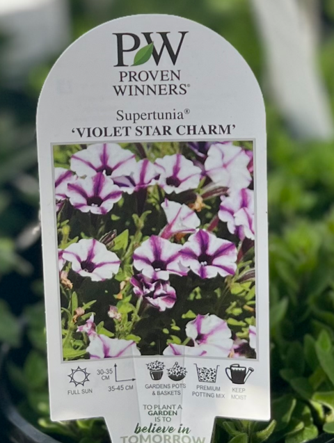 PETUNIA 'Violet Star Charm' - Echuca Plant Farm