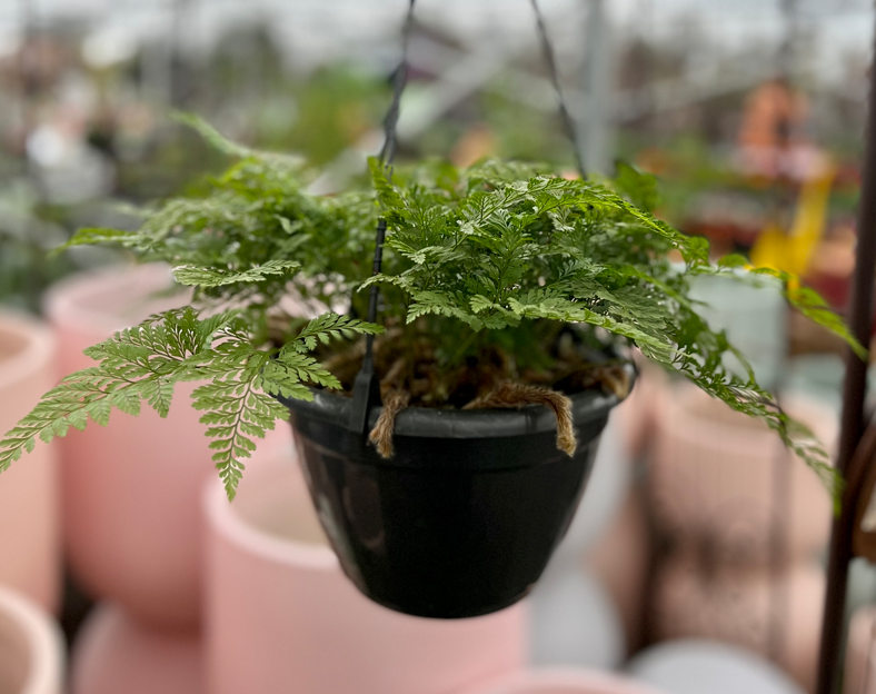 DAVALLIA feejensis (Hares Foot Fern) - Echuca Moama Plant Farm